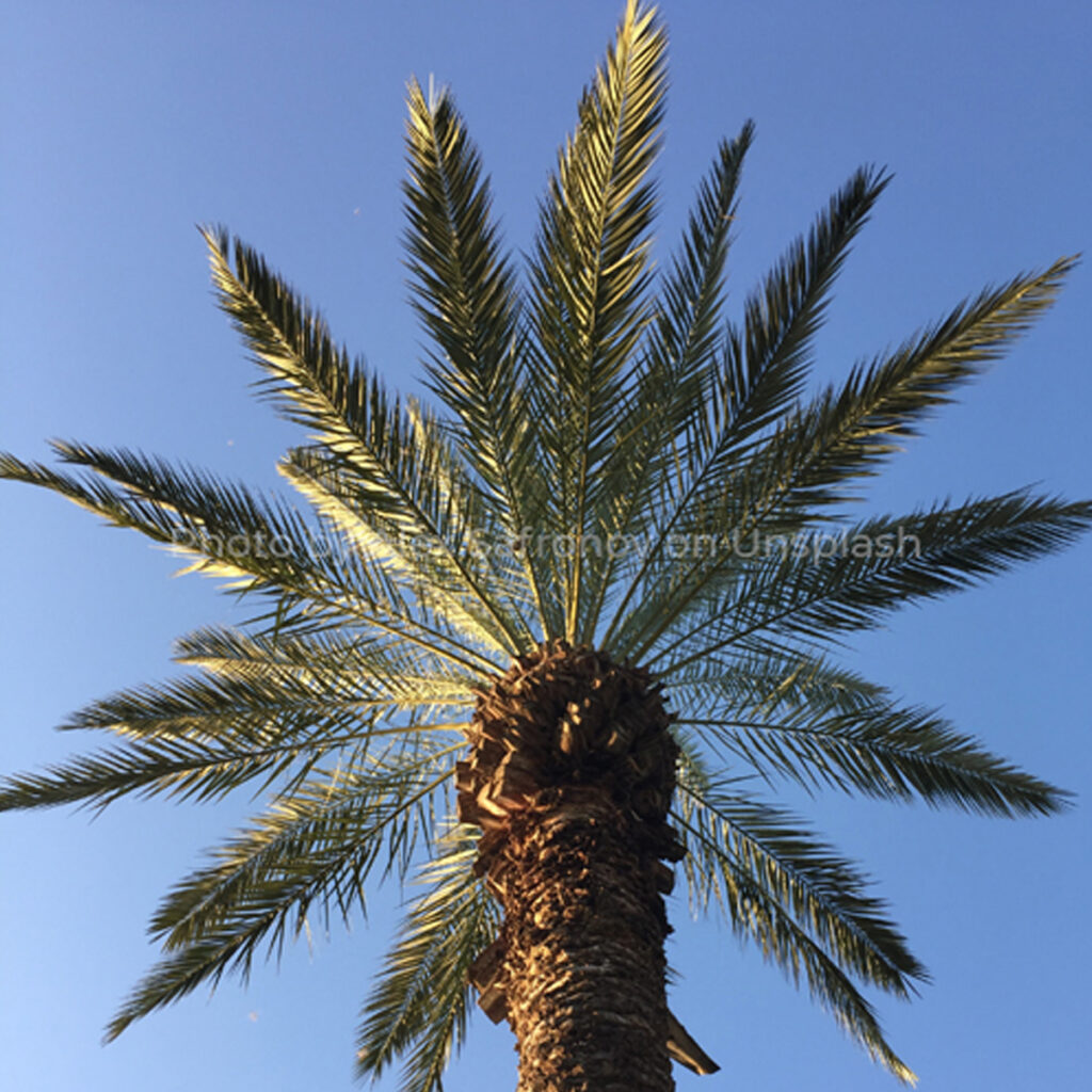 Palm Oil - Rota International